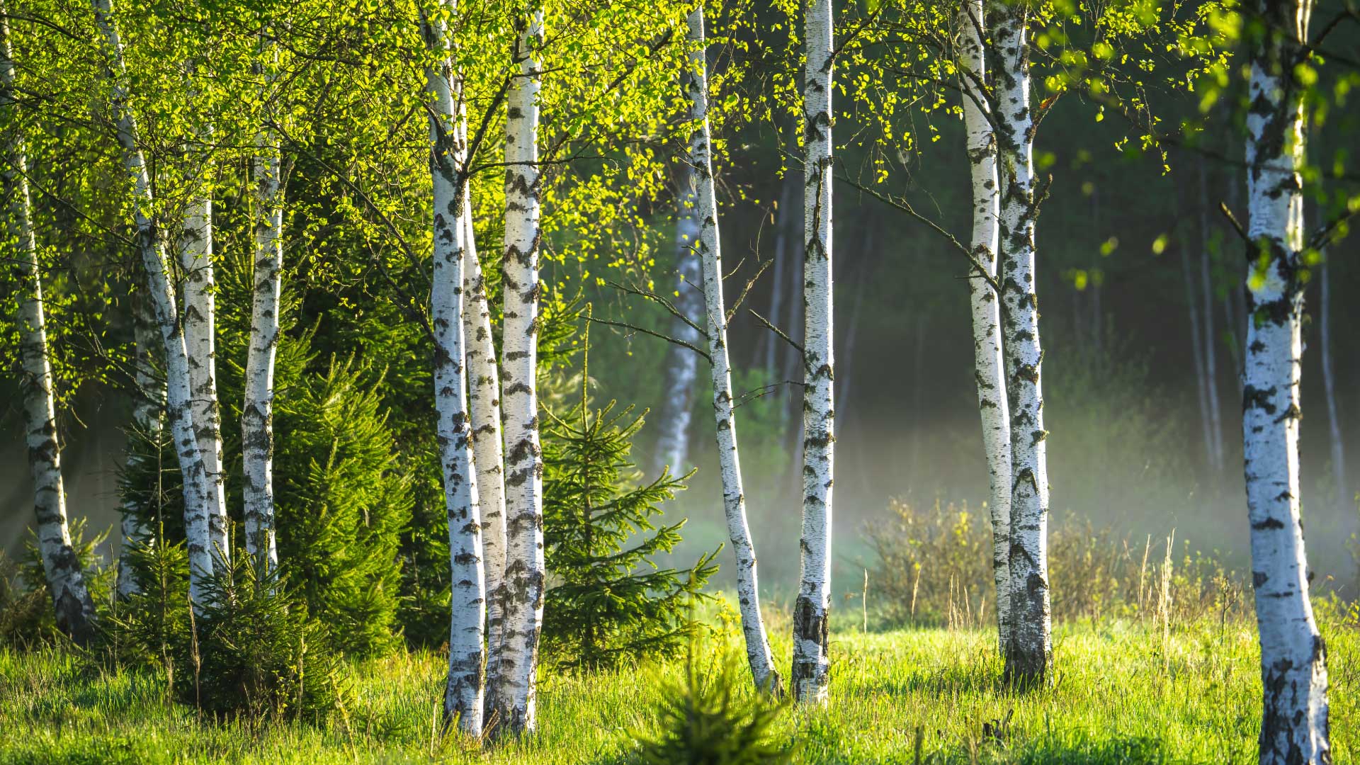 Il Piano di Decarbonizzazione 2024-2028 | Bracchi